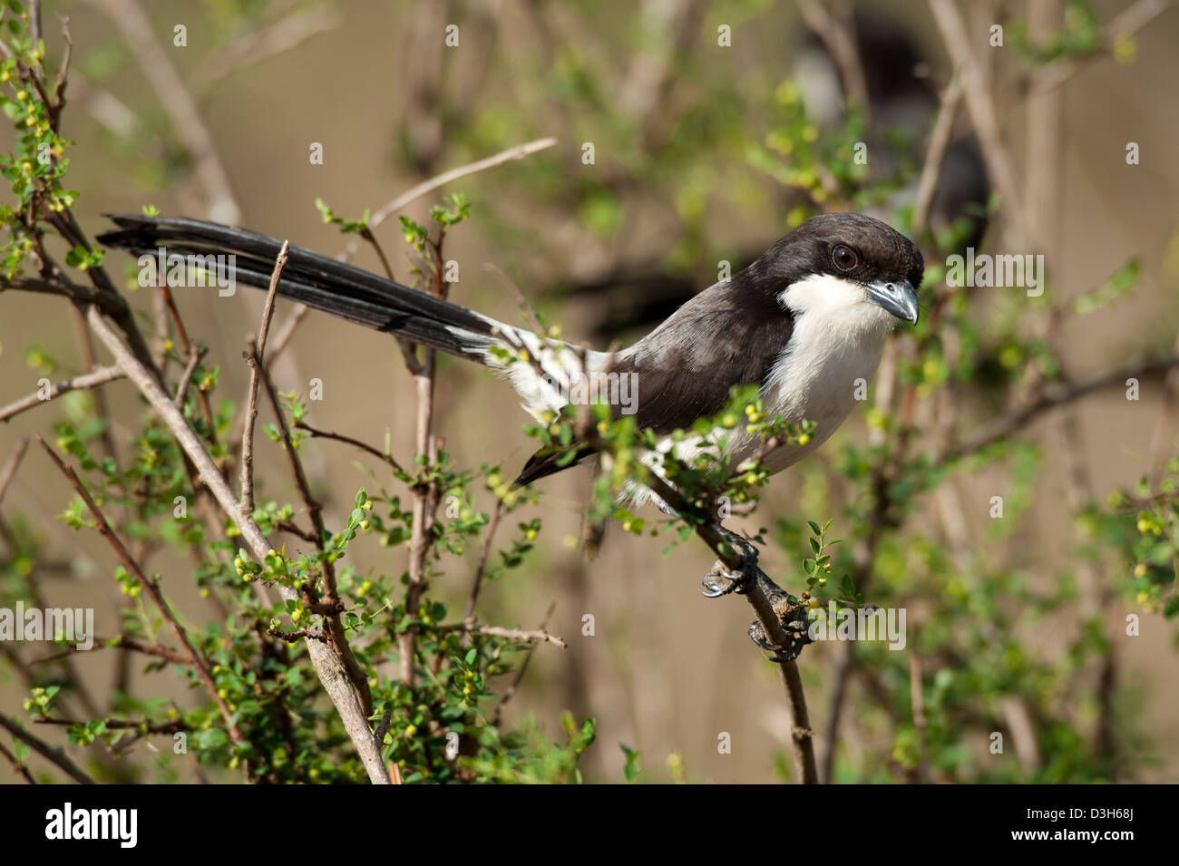 Long-tailed fiscal, Lanius cabanisi, Nairobi National Park, Nairobi ...
