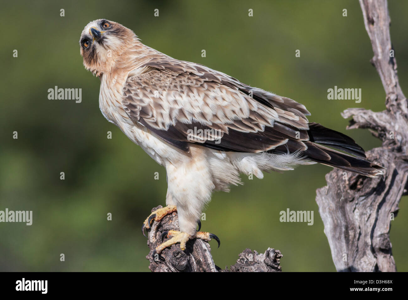 Booted Eagles High Resolution Stock Photography and Images - Alamy