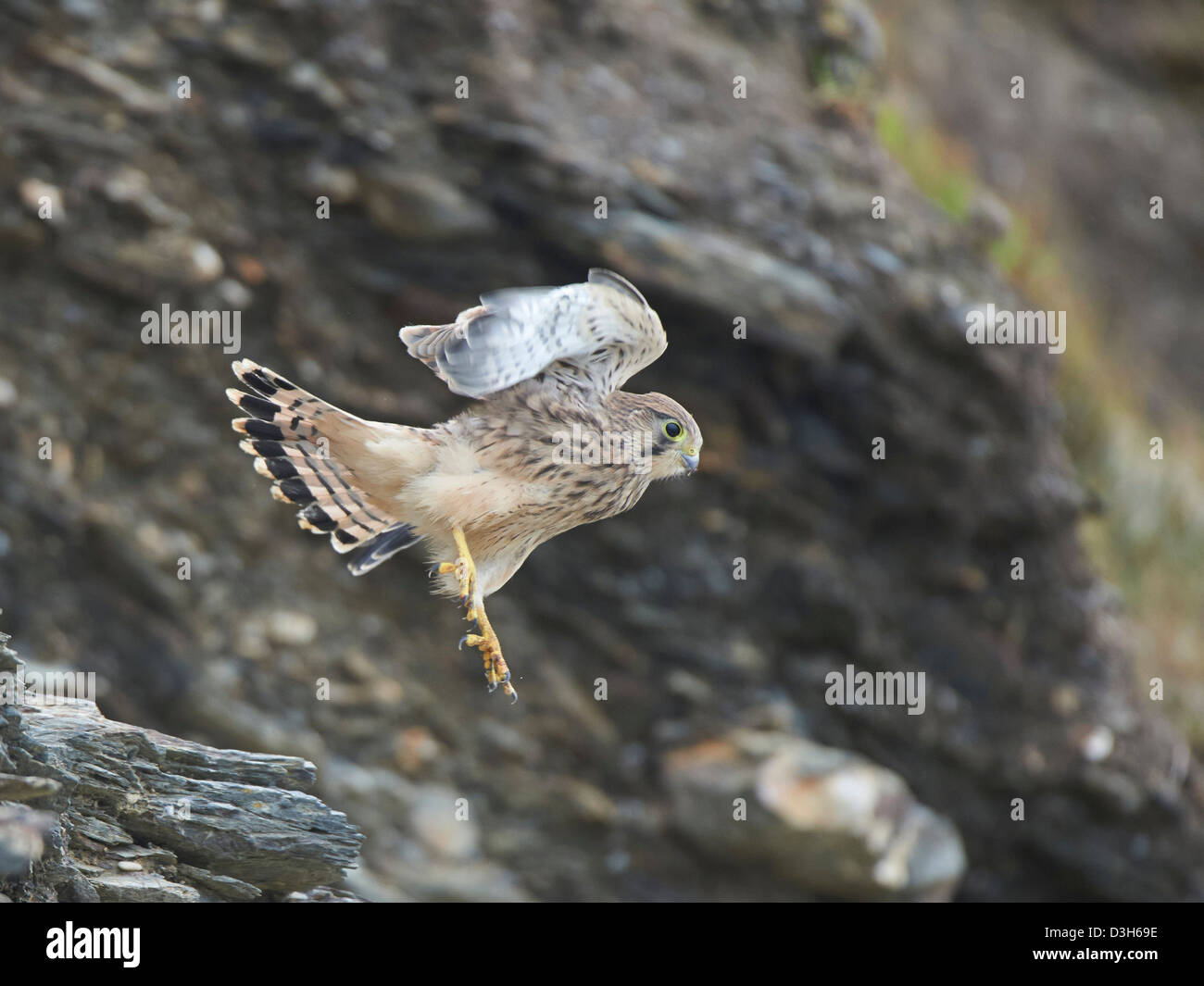 Kestrel in flight Stock Photo - Alamy