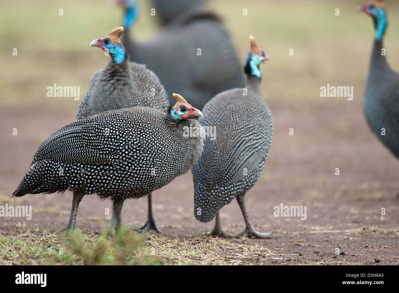Helmeted Guineafowl (Numida meleagris), Nairobi National Park, Nairobi ...