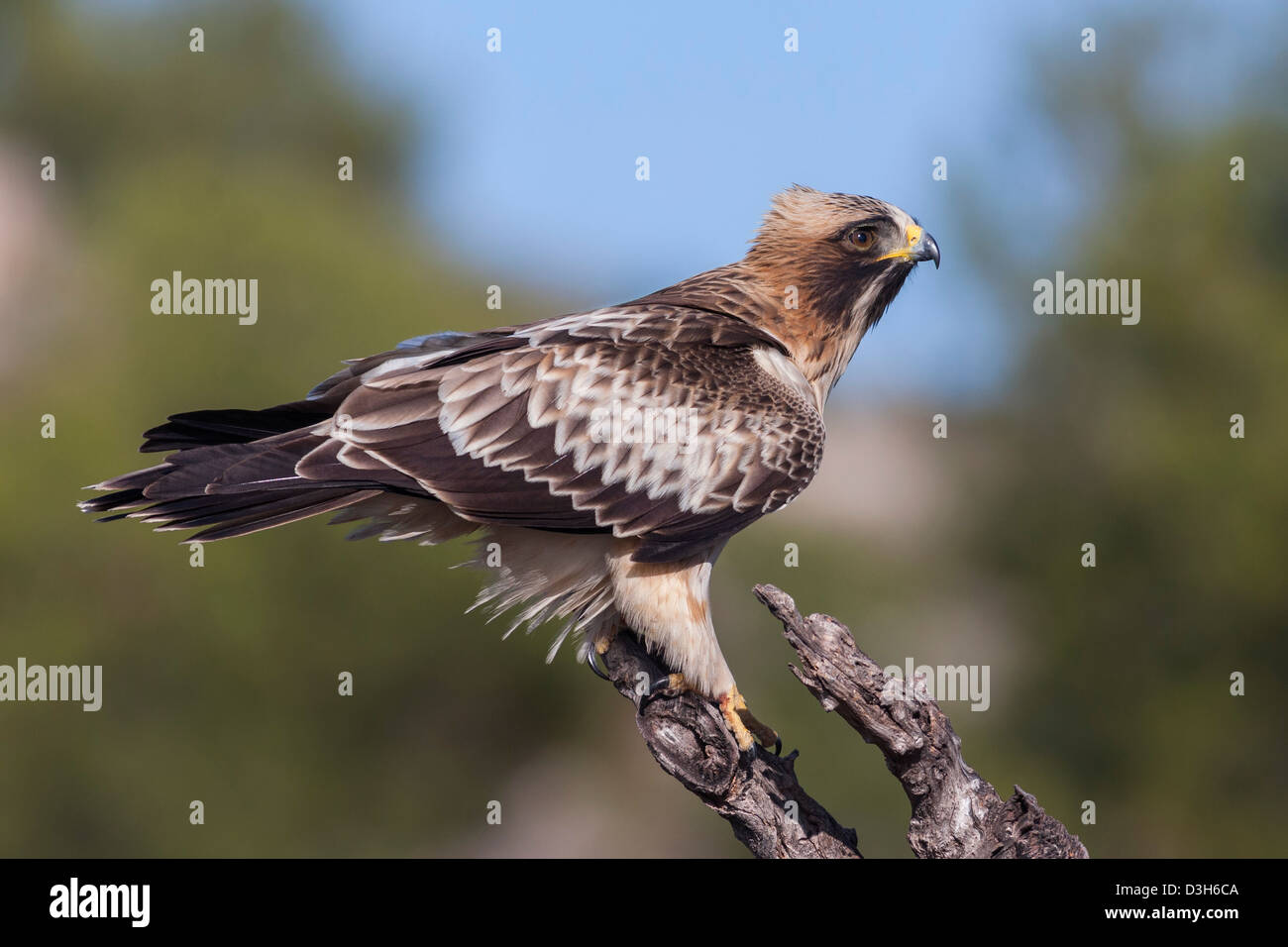 Booted Eagles High Resolution Stock Photography and Images - Alamy
