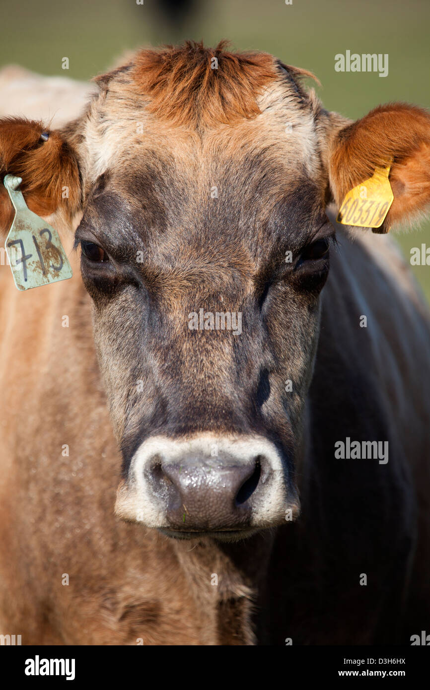 Cow with Ear Tags Stock Photo - Alamy