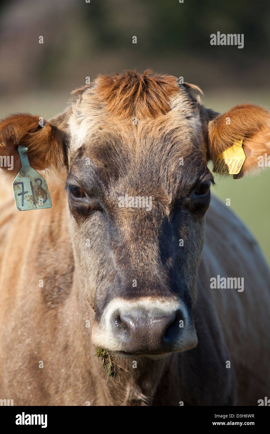 Cow with Ear Tags Stock Photo - Alamy