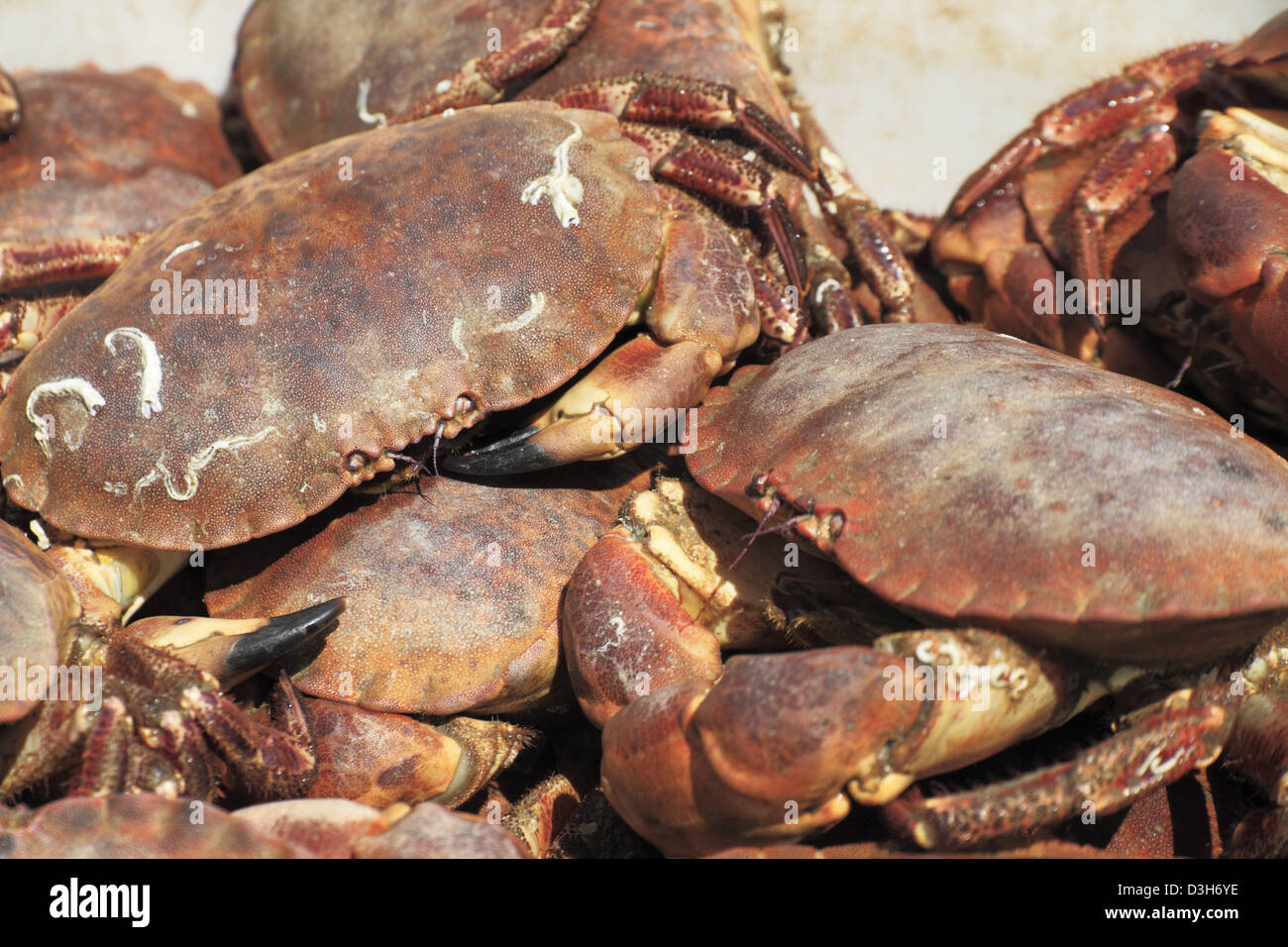 Brown Crab