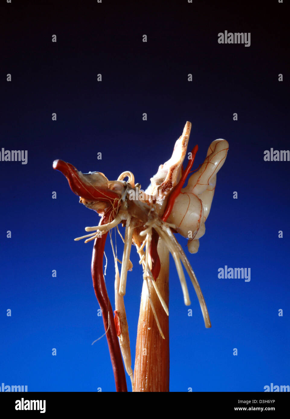 Peripheral auditory system hi-res stock photography and images - Alamy