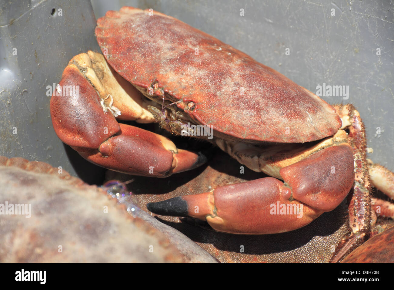 Brown Crab Stock Photos & Brown Crab Stock Images - Alamy