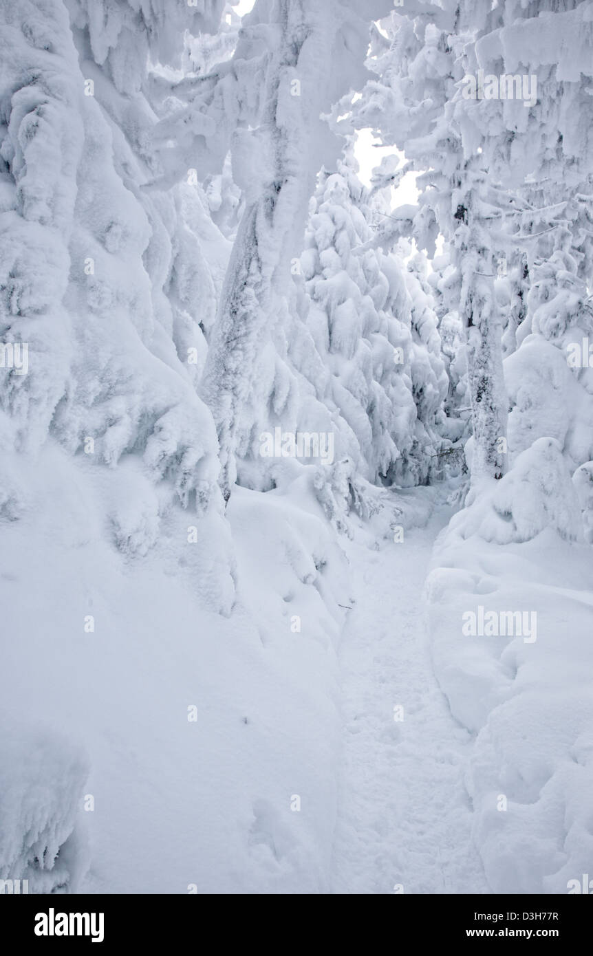 Franconia Notch State Park - Kinsman Ridge Trail in the White Mountains ...