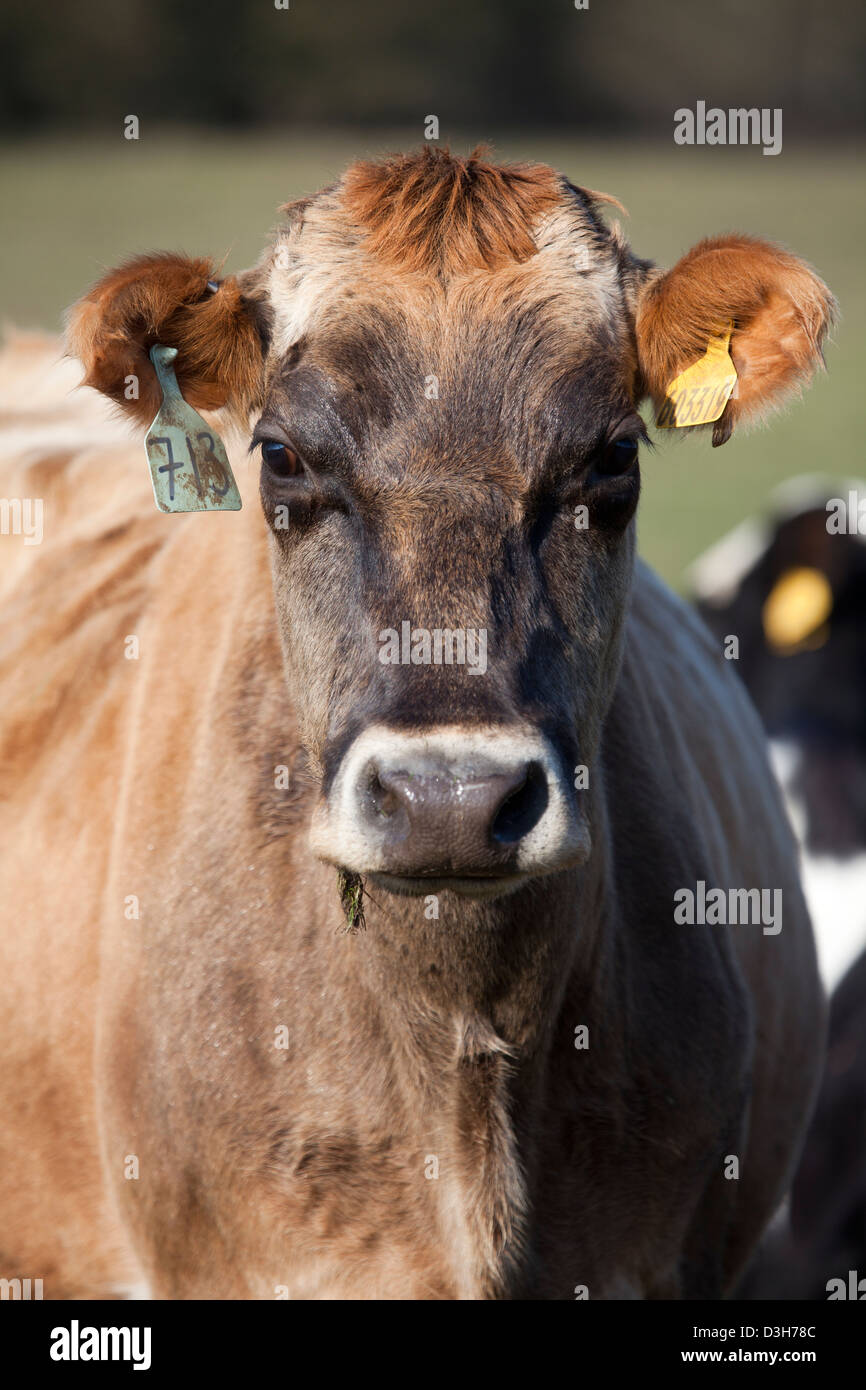 Cow with Ear Tags Stock Photo - Alamy