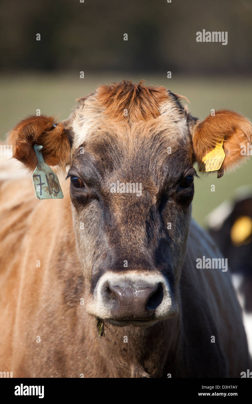 Cow with Ear Tags Stock Photo - Alamy