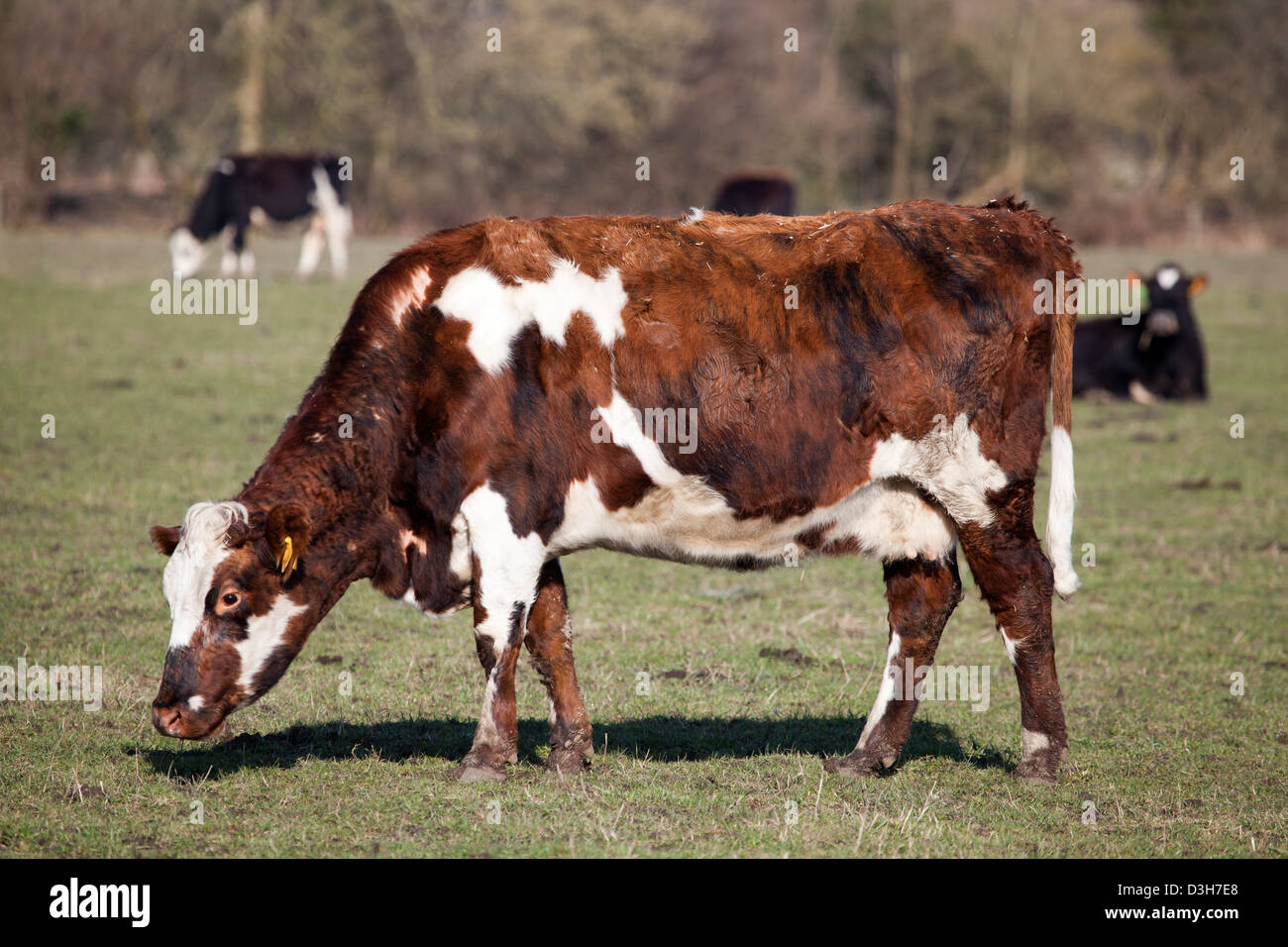 Cows in Field Stock Photo - Alamy