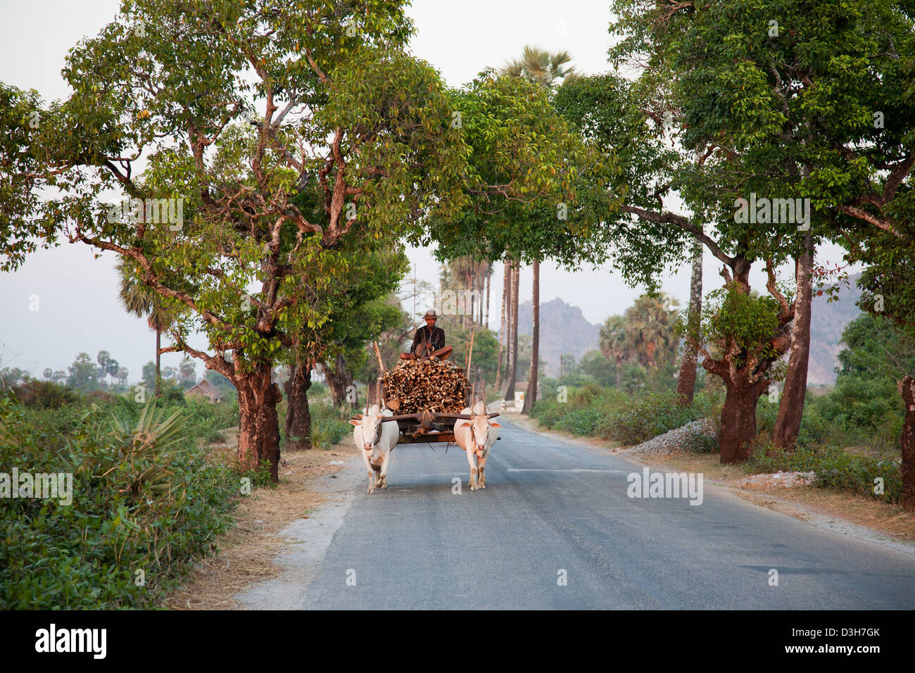 Ox cart carrying wood on a road to Yangon Myanmar, Burma Stock Photo ...