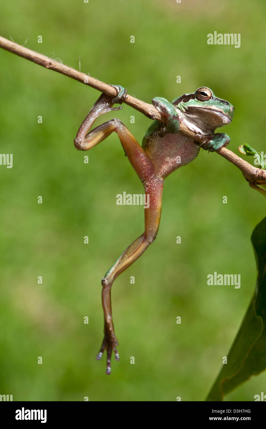 Climbing a branch hi-res stock photography and images - Alamy