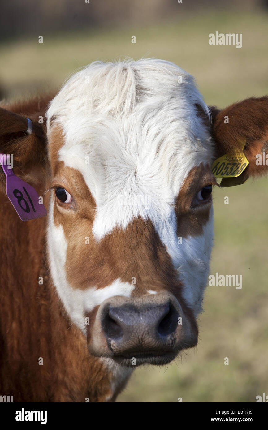 British beef cow hi-res stock photography and images - Alamy