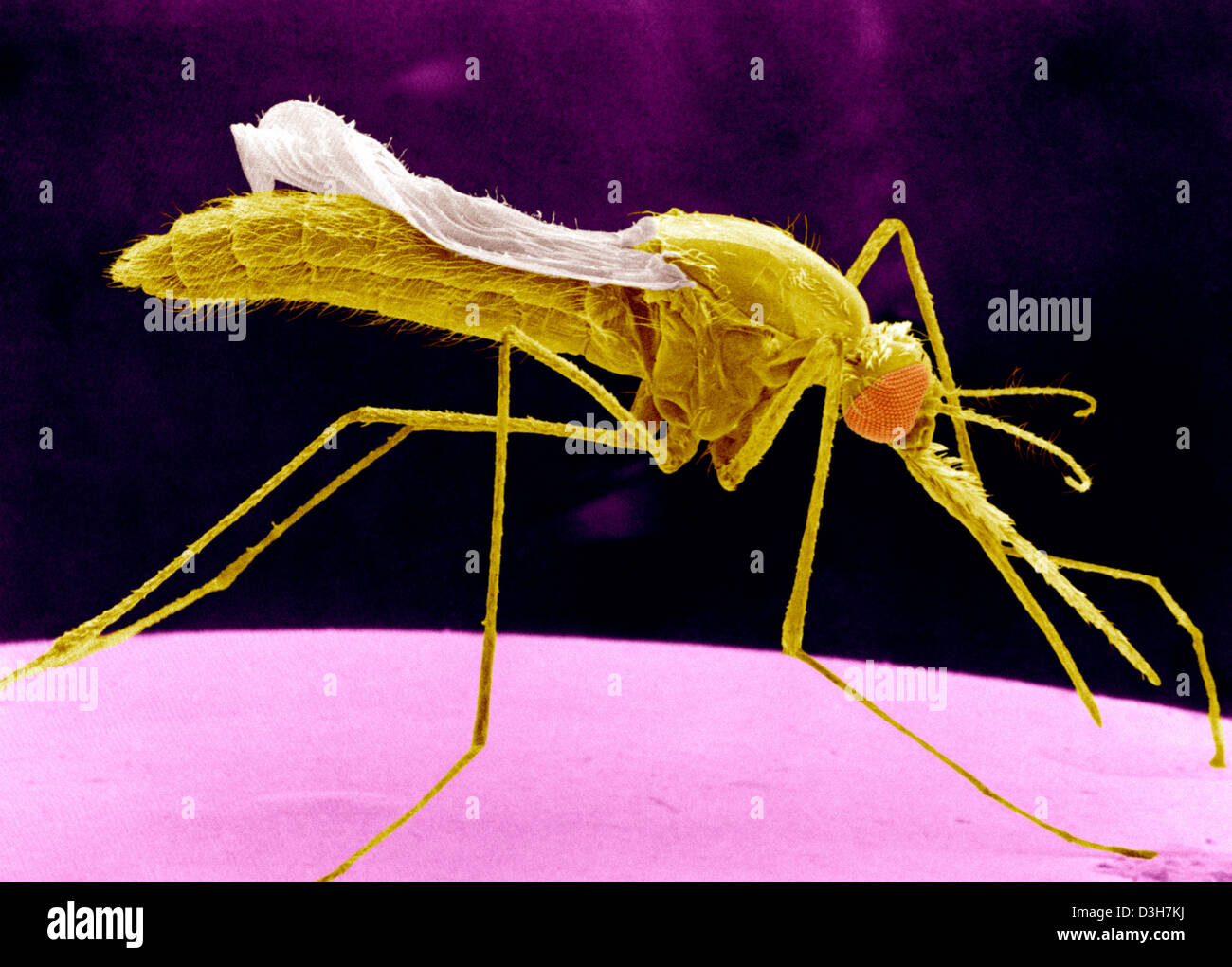 Anopheles mosquito micrograph hi-res stock photography and images - Alamy