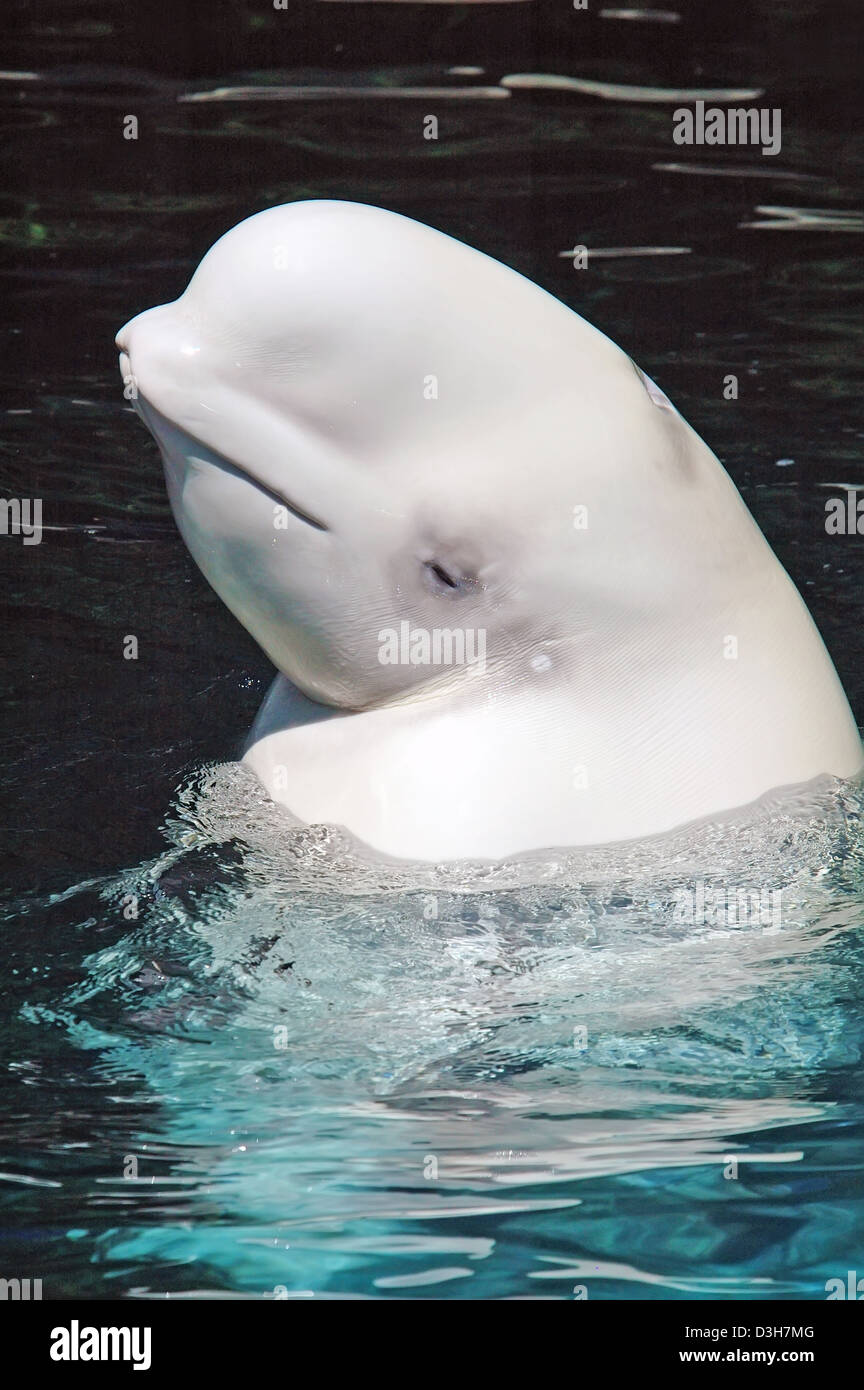 White whale hi-res stock photography and images - Alamy