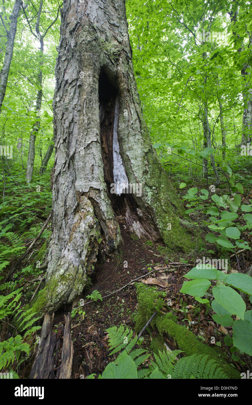 Old Yellow Birch (Betula alleghaniensis Stock Photo - Alamy