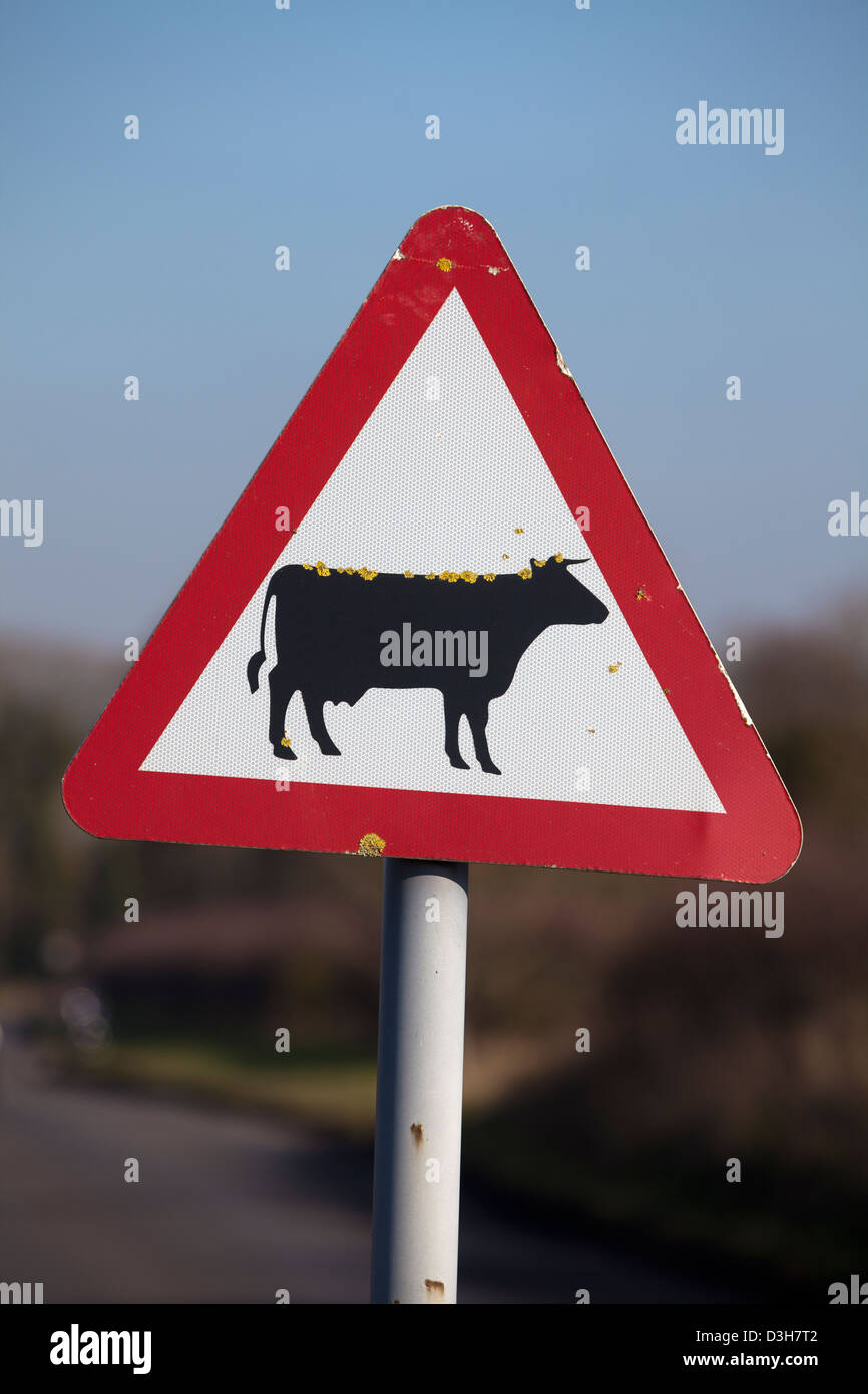 Beware of Cattle Road Sign Stock Photo - Alamy