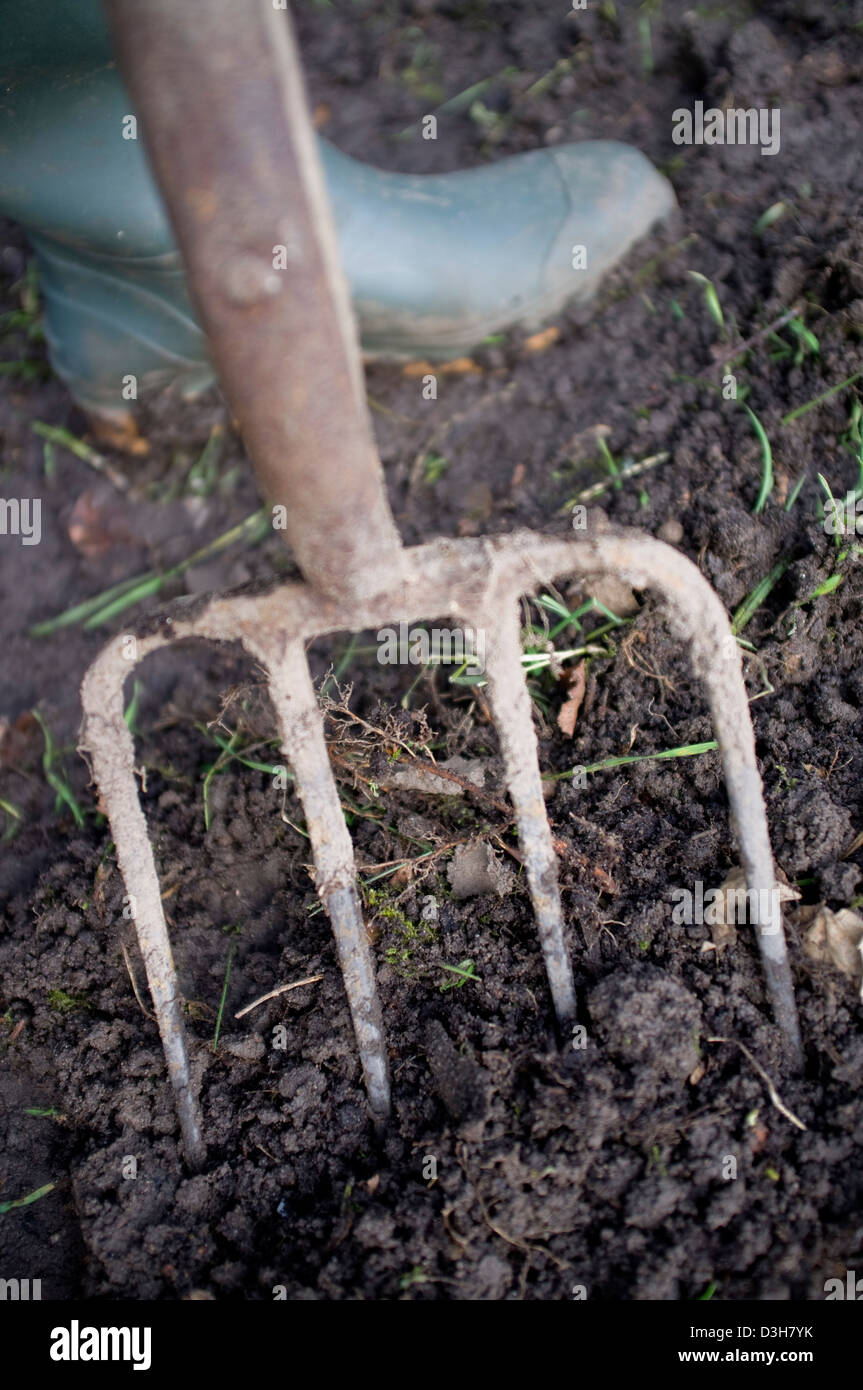 Digging and preparing the ground soil ready for planting vegetables ...