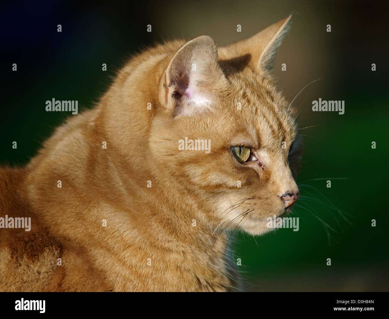 Healthy ginger cat hi-res stock photography and images - Alamy