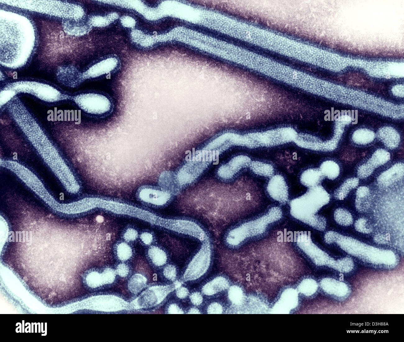 INFLUENZA A VIRUS, TEM Stock Photo - Alamy
