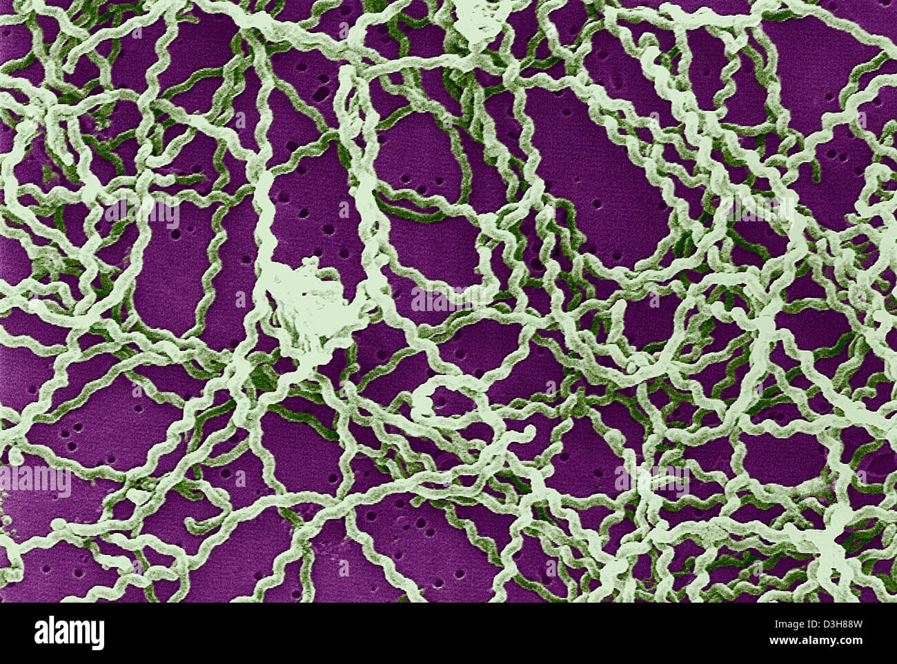 Leptospira bacteria hi-res stock photography and images - Alamy