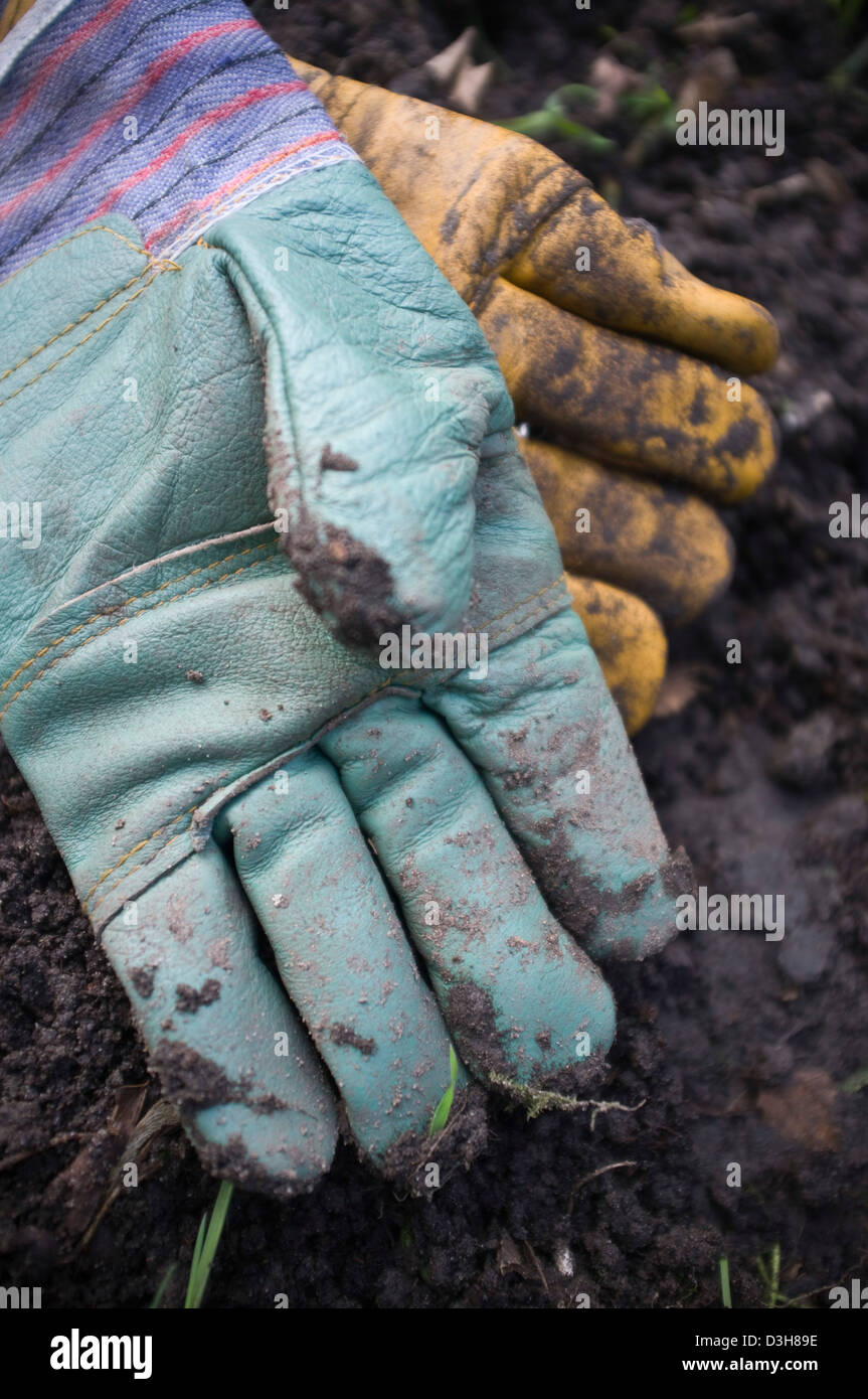 Digging and preparing the ground soil ready for planting vegetables ...
