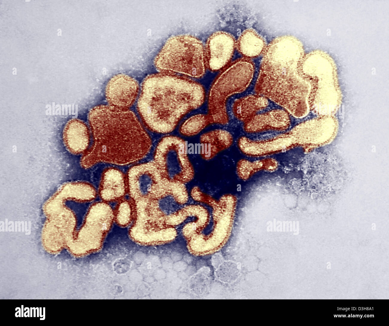 Swine techniques hi-res stock photography and images - Alamy