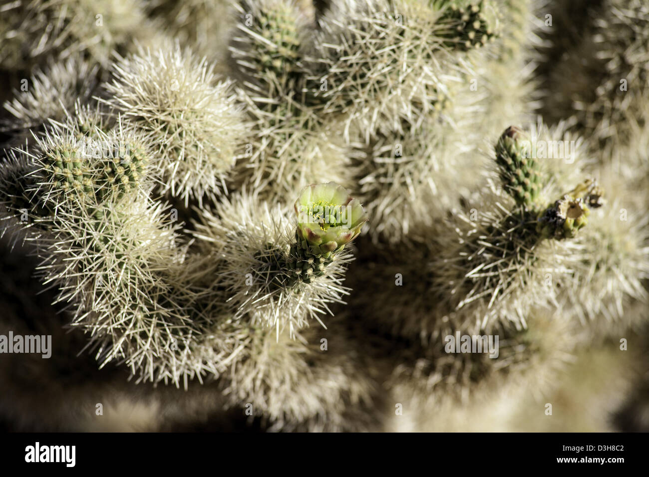 Teddy-Bear cactus in the sonoran desert Stock Photo - Alamy