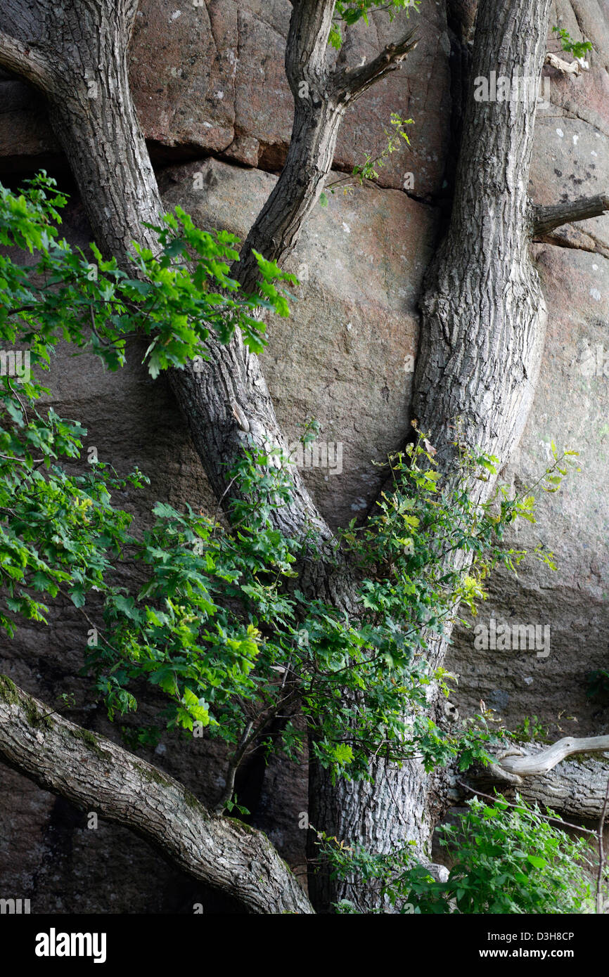 Sotenäs, Sweden, an oak tree grows together with a rock Stock Photo - Alamy