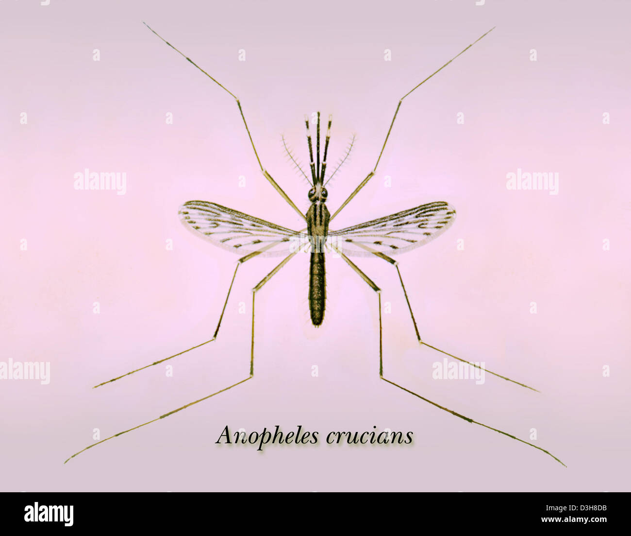 Anopheles mosquito illustrations hi-res stock photography and images ...