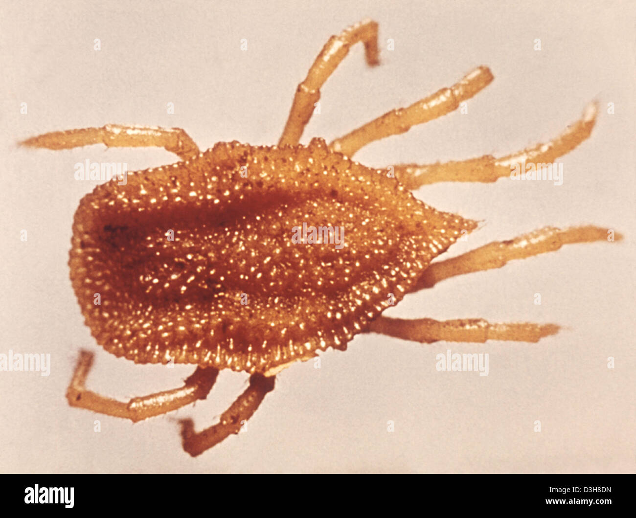 Argasidae hi-res stock photography and images - Alamy