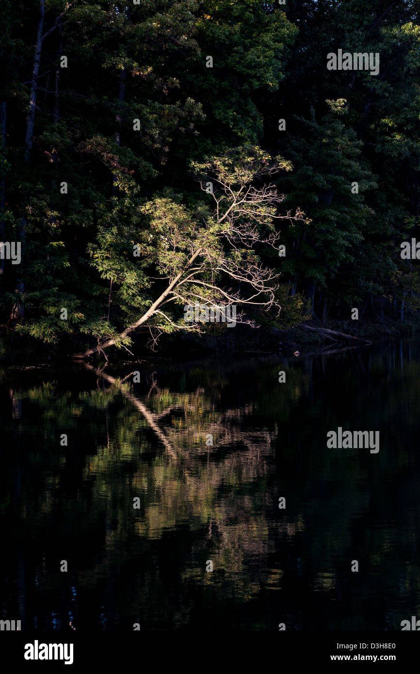 Tree reflection in water Stock Photo - Alamy