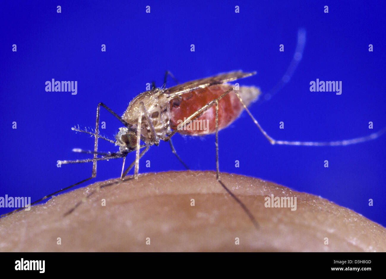 Mosquitos anopheles hi-res stock photography and images - Alamy