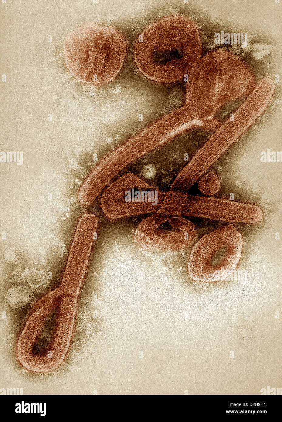 Marburg virus tem hi-res stock photography and images - Alamy