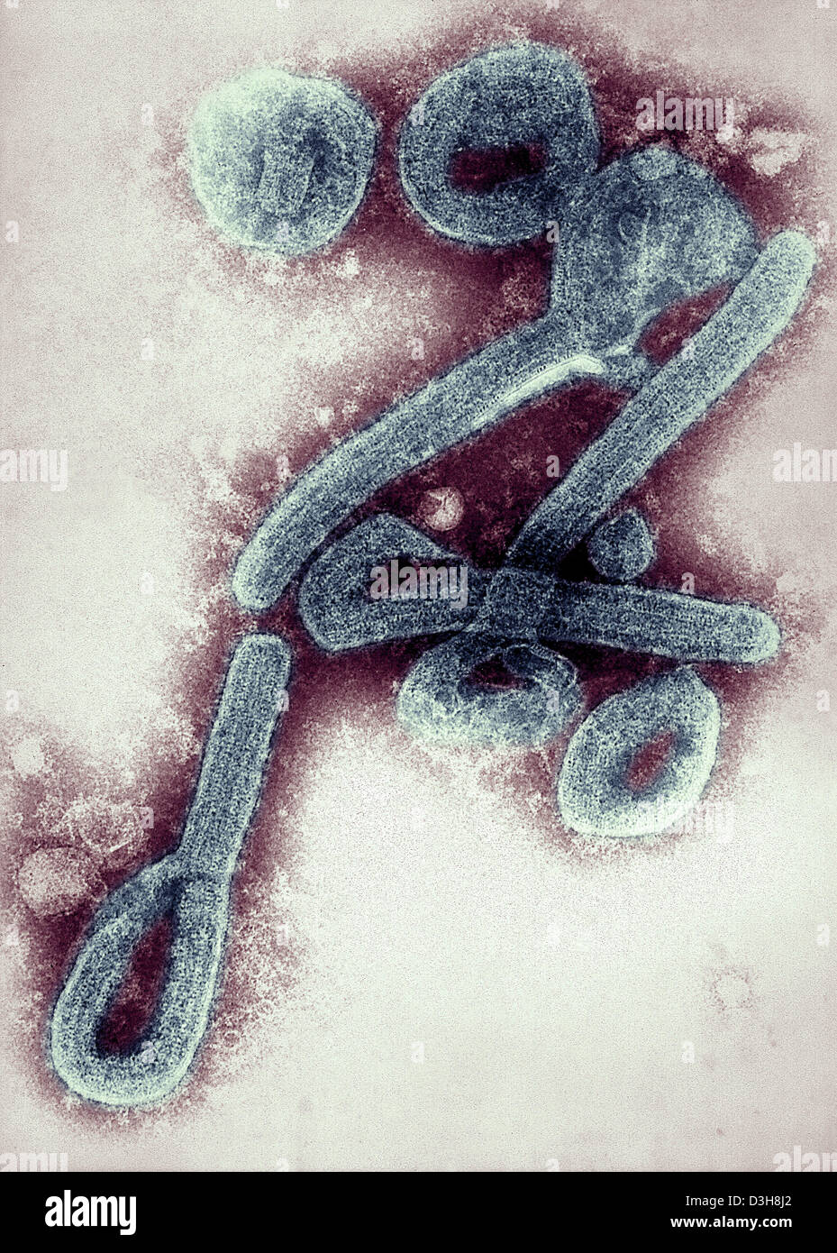 Marburg virus tem hi-res stock photography and images - Alamy