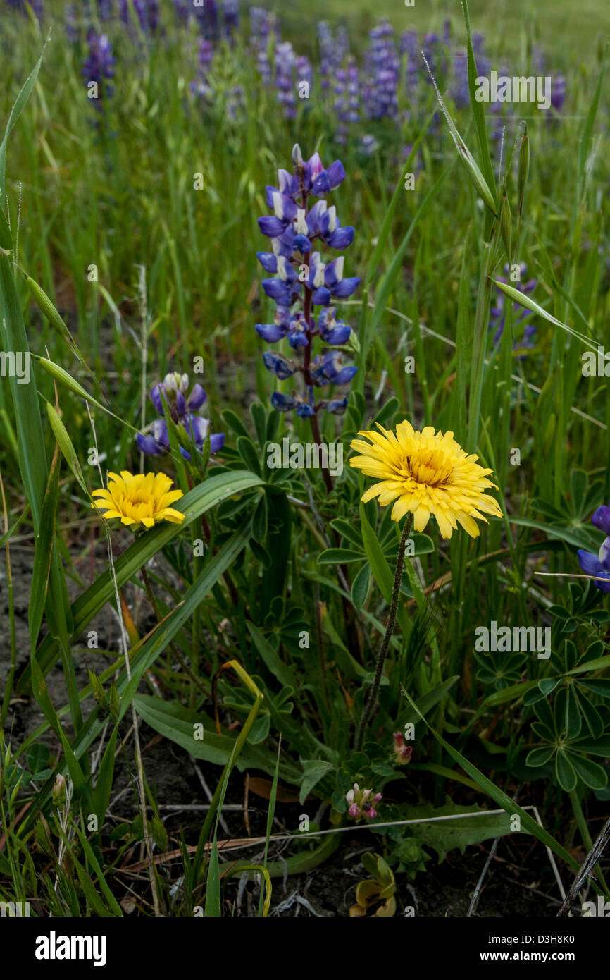Lupine and cats ears on figueroa mountain in los padres national forest ...