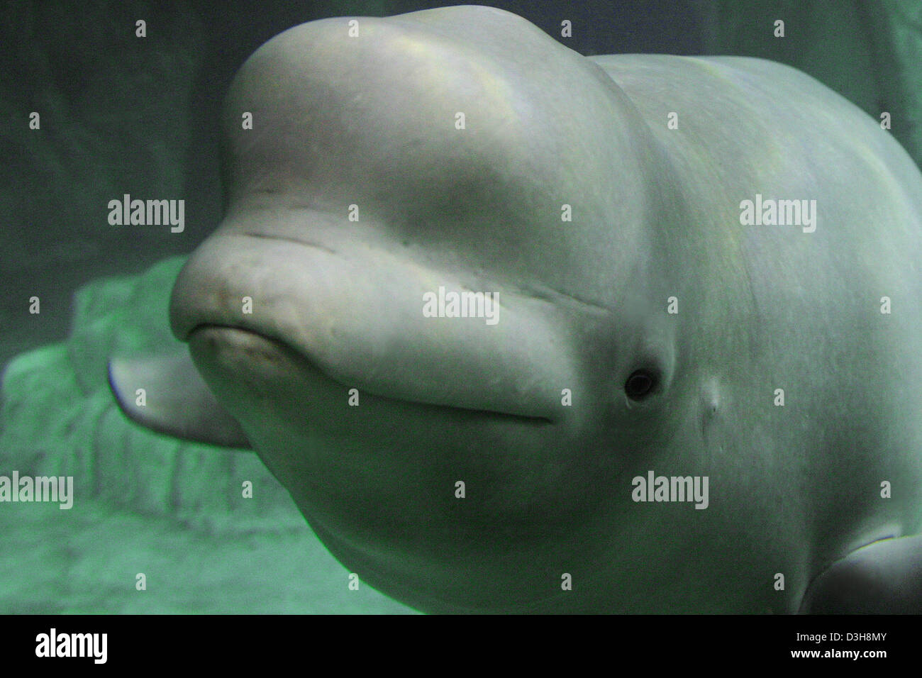 Big white beluga swimming in aquarium. (Delphinapterus leucas Stock ...