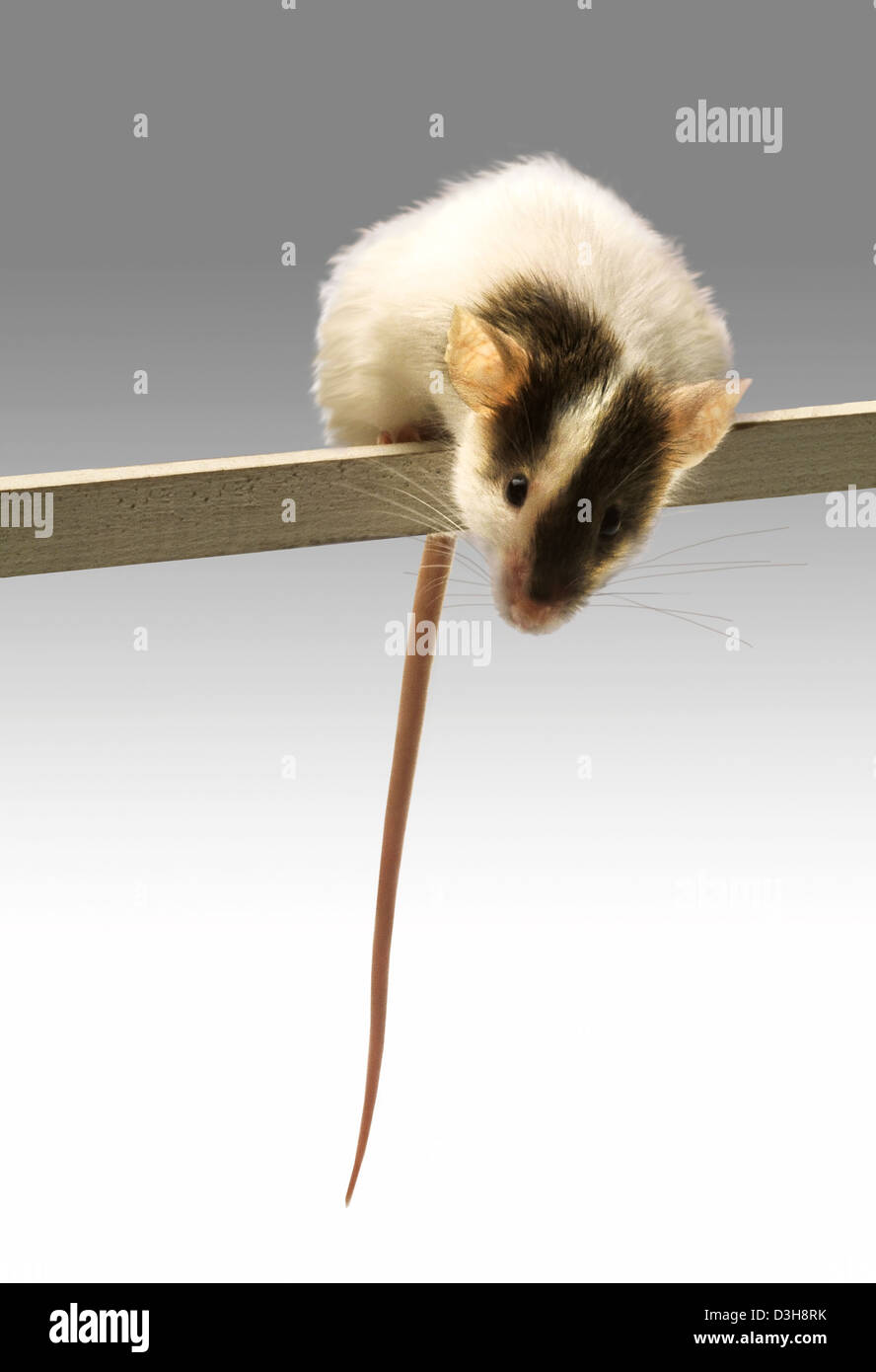 Mouse on a stick hi-res stock photography and images - Alamy