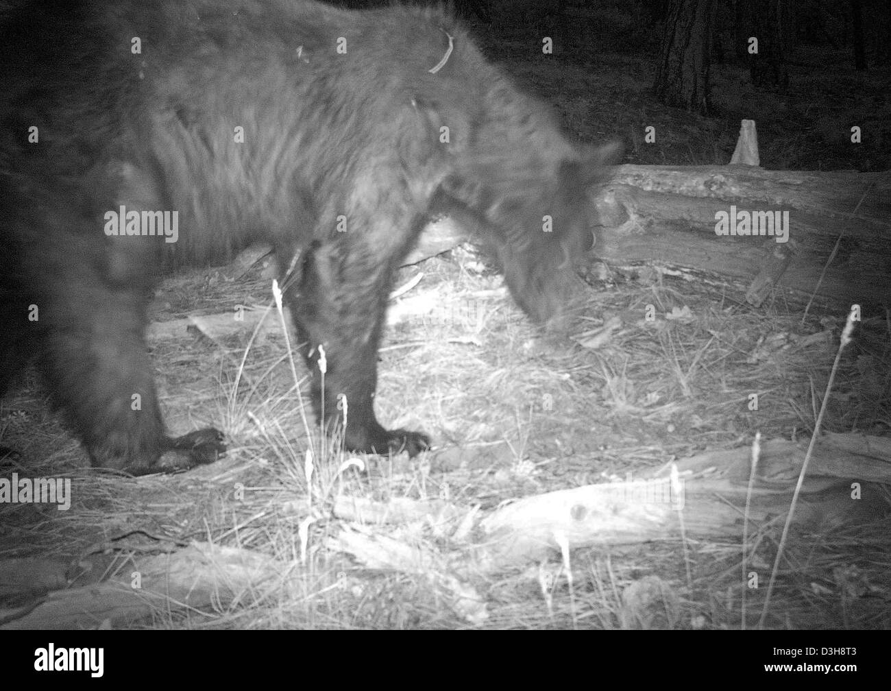 Behavior research diverse Black and White Stock Photos & Images - Alamy