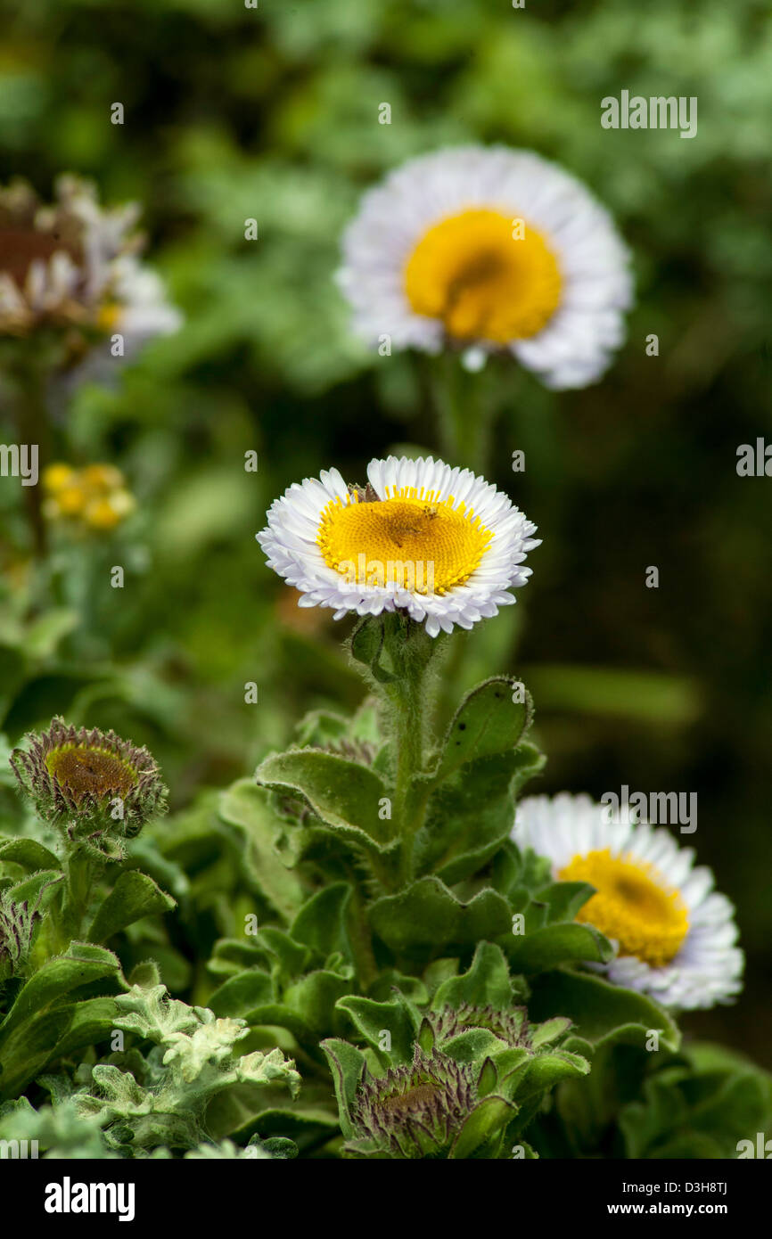 Seaside daisy hi-res stock photography and images - Alamy
