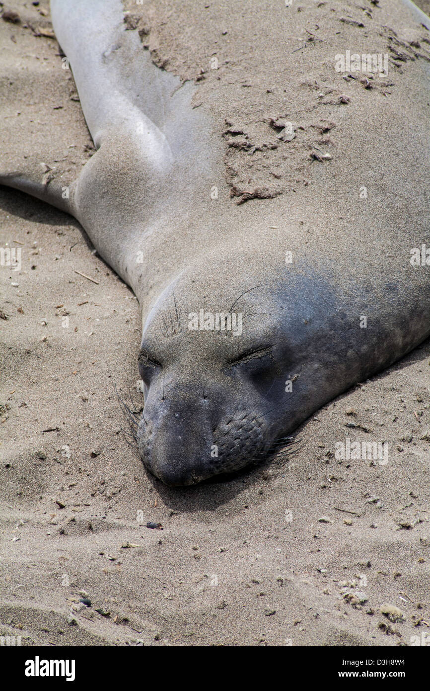 Seal Covered In Sand High Resolution Stock Photography and Images - Alamy