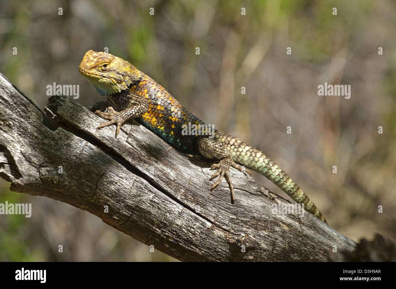 Desert Spiny Lizard Sceloporus Magister Stock Photos & Desert Spiny ...