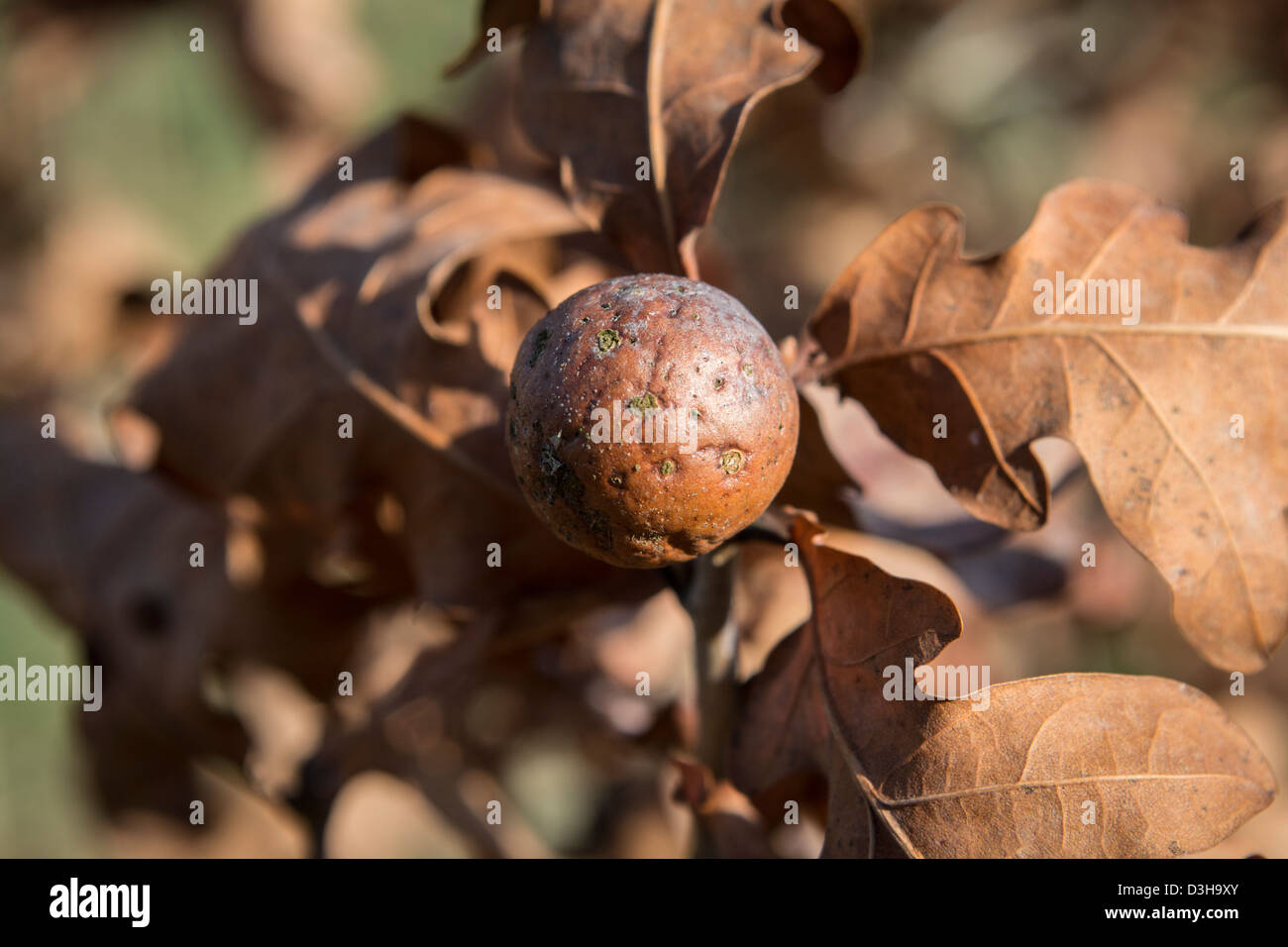 A winter oak tree bearing the oak apple fruit Stock Photo - Alamy