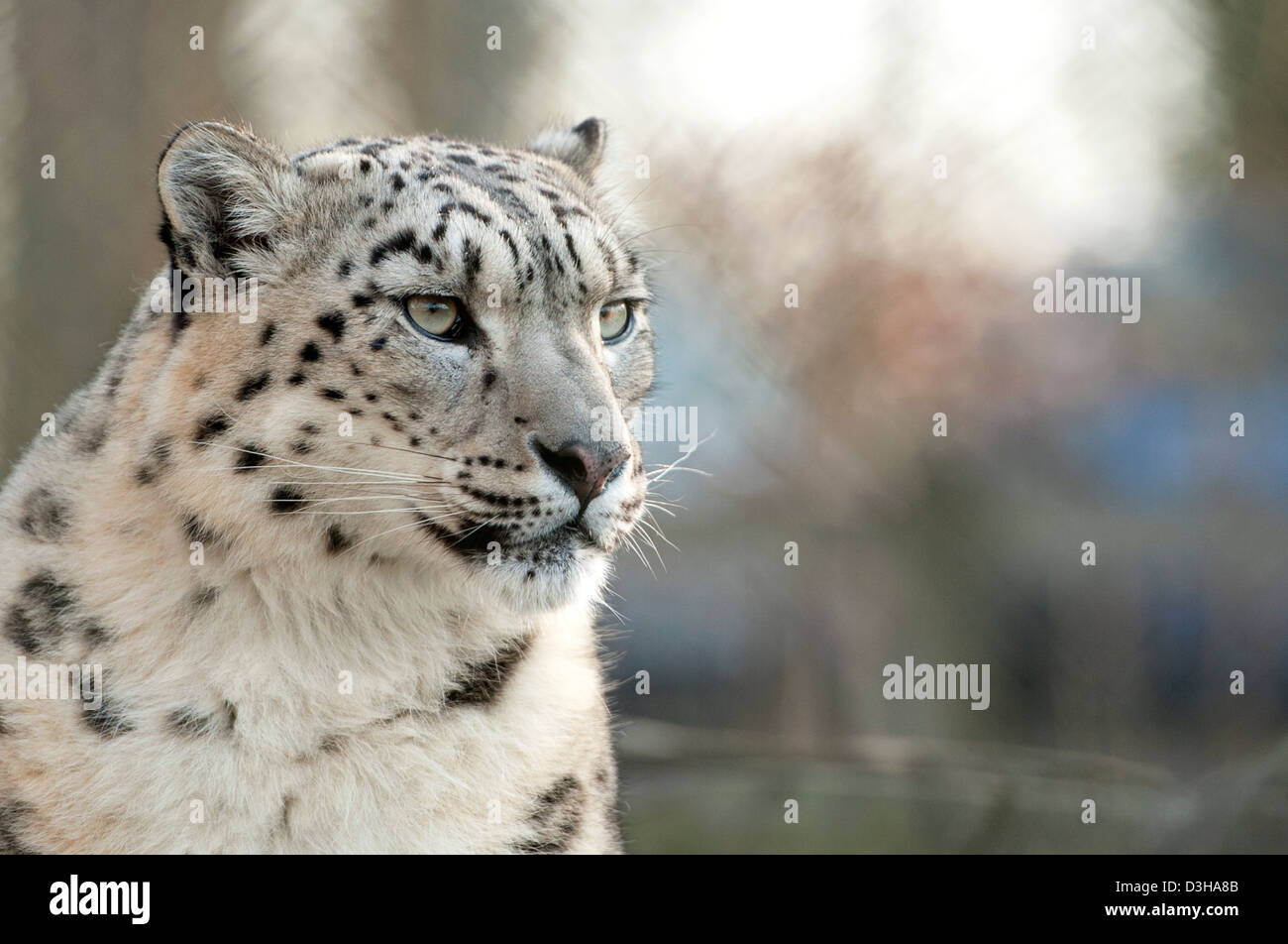 Female snow leopard (close-up Stock Photo - Alamy