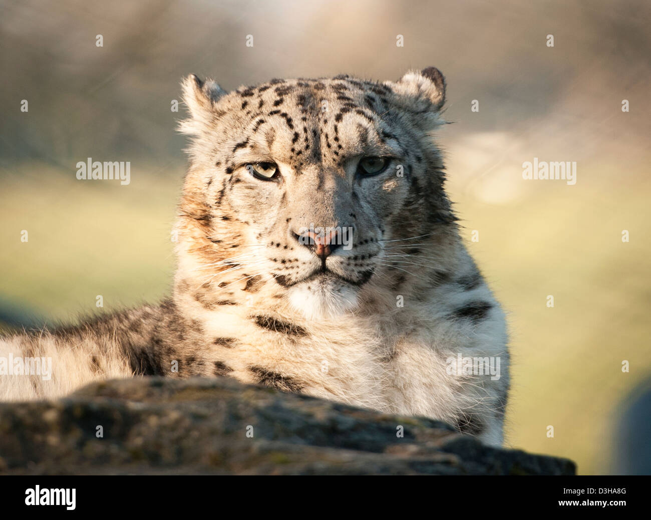 Snow leopard looking at camera hi-res stock photography and images - Alamy