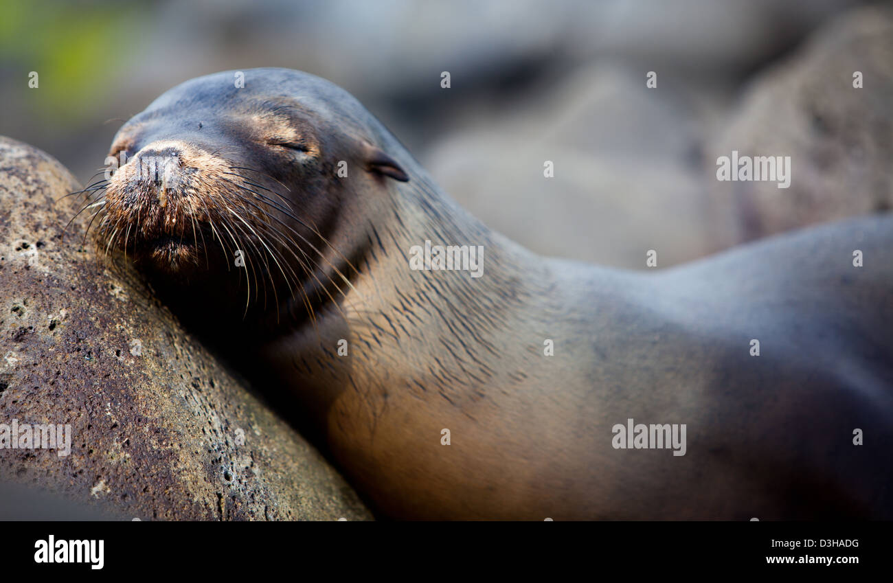 sea lion Galapagos islands Stock Photo - Alamy