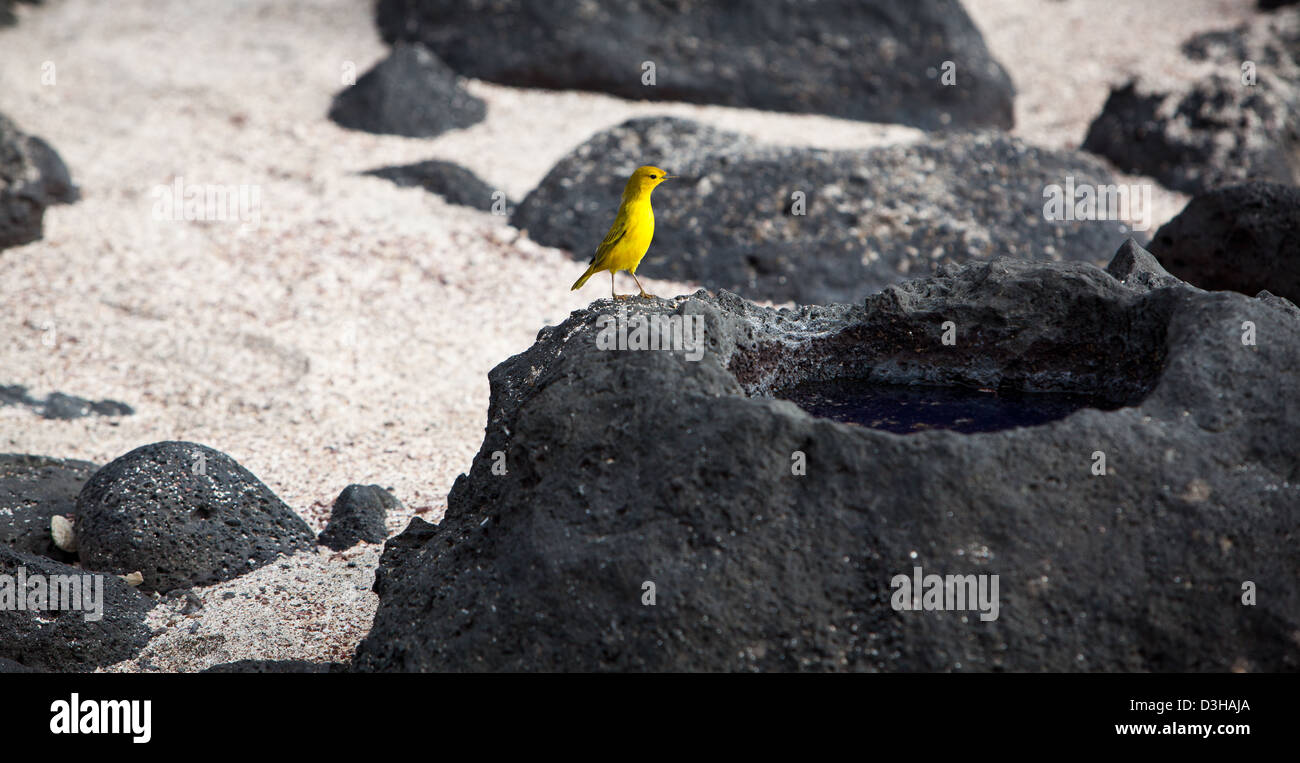 small yellow bird Galapagos islands Stock Photo - Alamy
