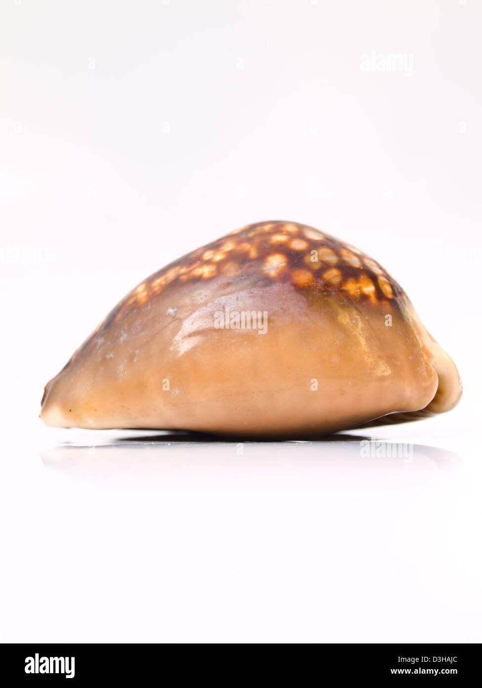 A brown sea shell from Andaman sea Stock Photo - Alamy