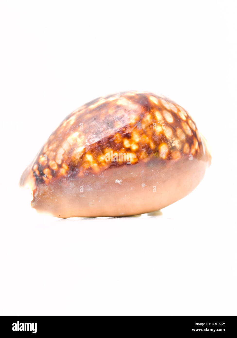 From shell Cut Out Stock Images & Pictures - Alamy