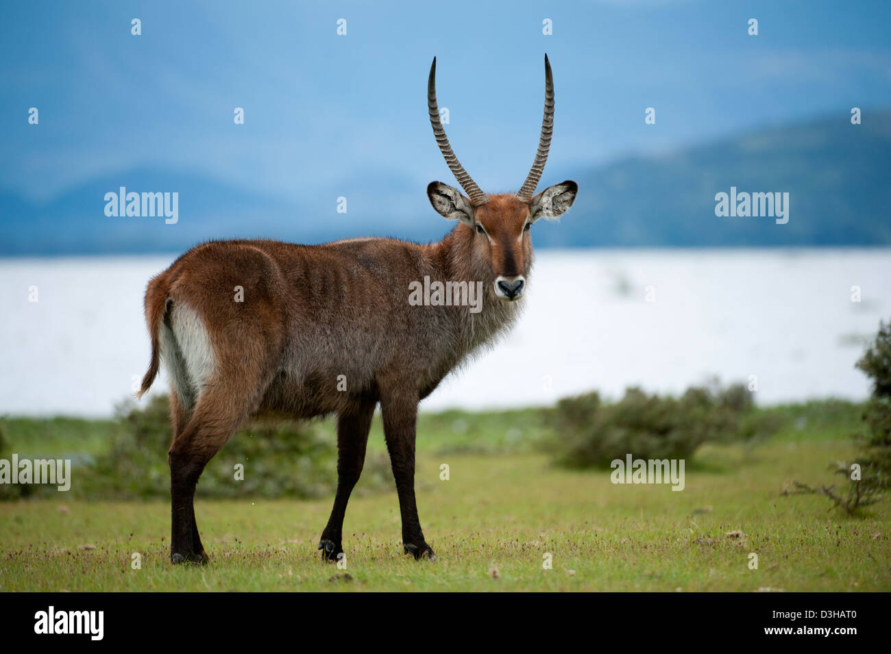 Defassa waterbuck (Kobus ellipsiprymnus defassa), Crescent Island Game ...